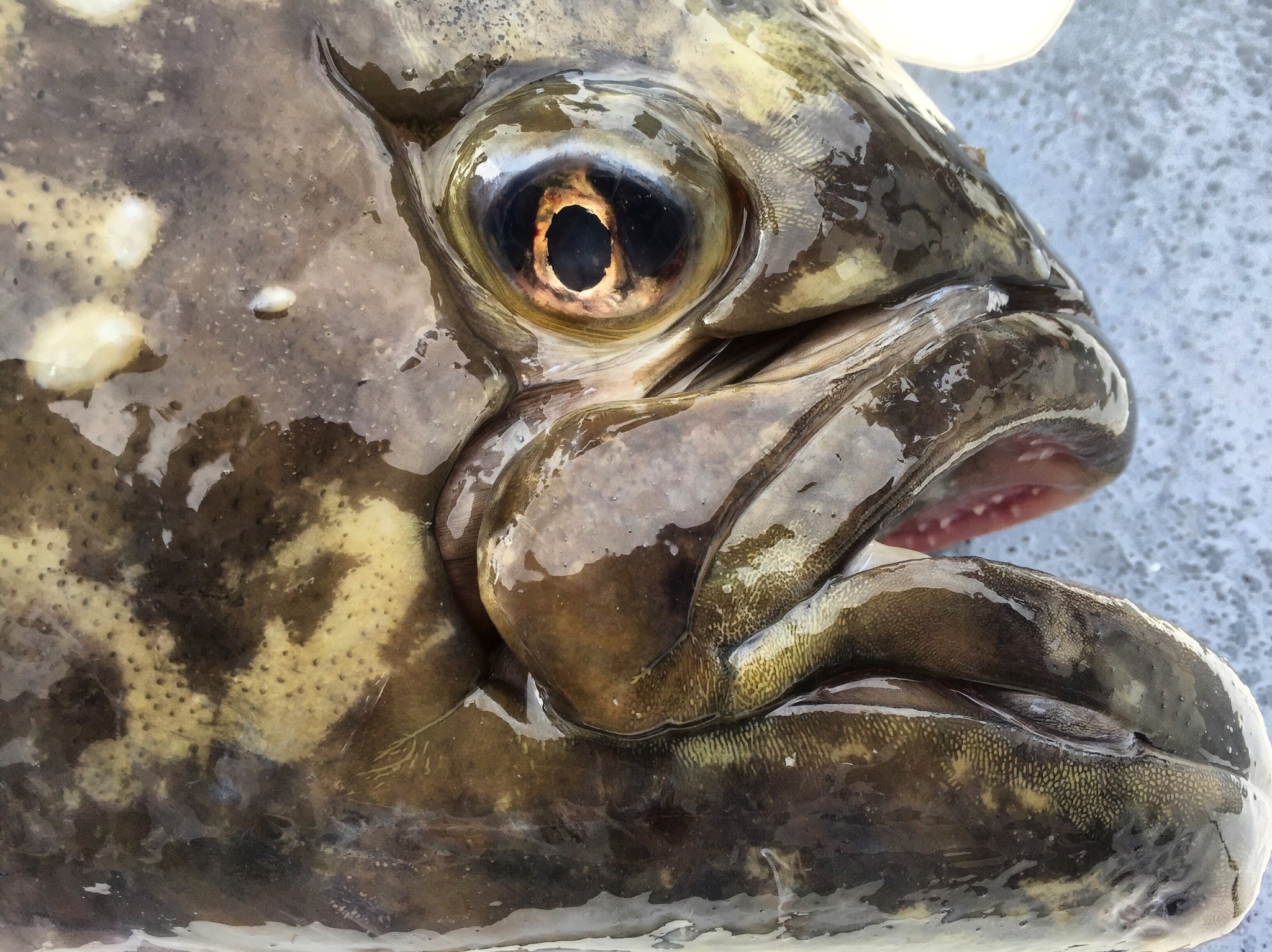 Gallery – Gone Fishin Alaska